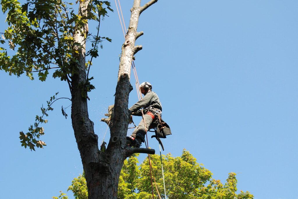 Tree & Shrub Pruning | Professional Tree and Shrub Care
