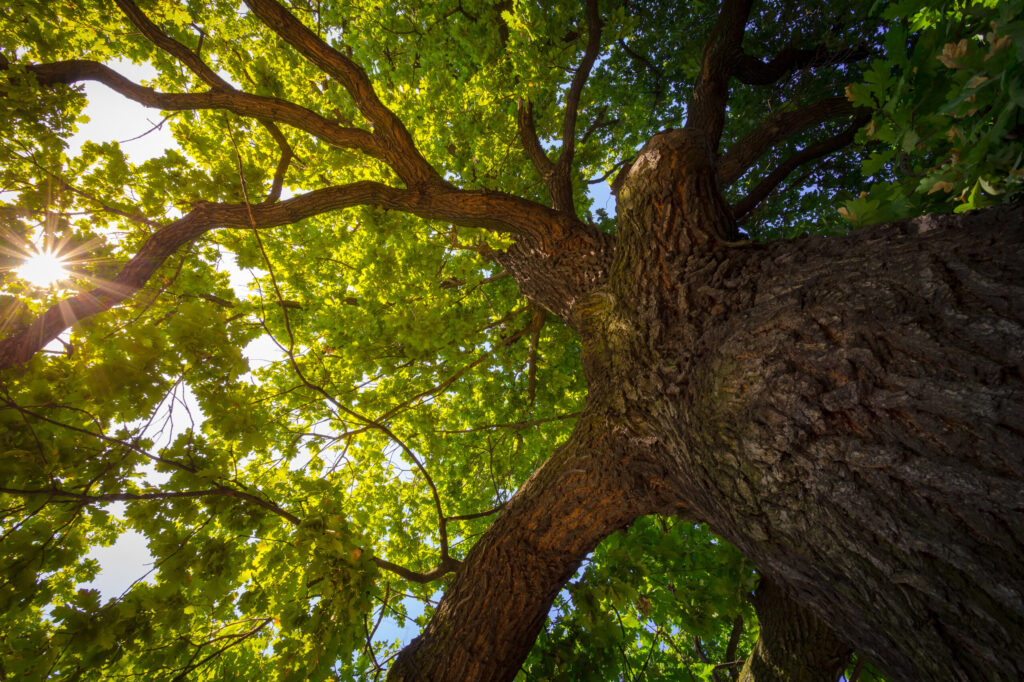 Oak Wilt Treatment and Management in Minnesota - Tree Top Climbers MN, Inc