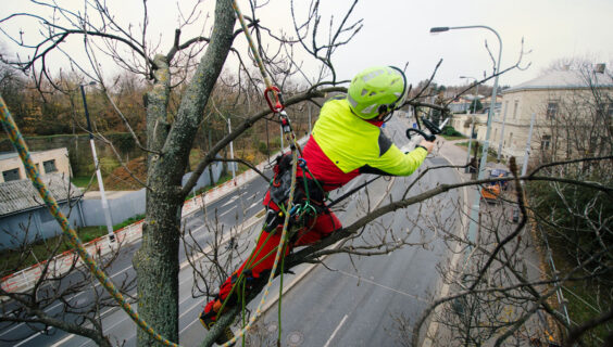 Tree Removal Services in the Twin Cities by Tree Top Climbers