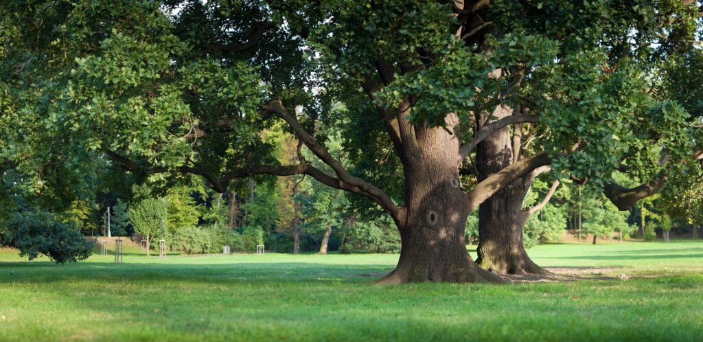 Understanding and Identifying Oak Trees in the Twin Cities
